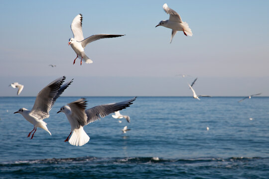 Unrestricted Images – Parcourir 800 le catalogue de photos, vecteurs et ...