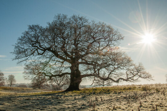 Oak Tree In Winter