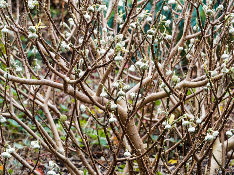 Edgeworthia Images – Browse 434 Stock Photos, Vectors, and Video ...