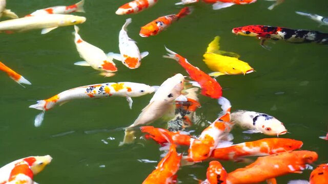 "Koi Carp" Images – Browse 989 Stock Photos, Vectors, and Video | Adobe ...