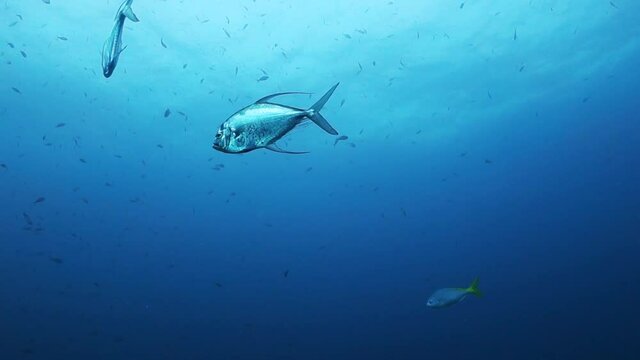 Pompano Fish Bilder – Durchsuchen 842 Archivfotos, Vektorgrafiken und ...