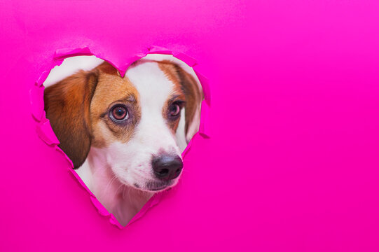 รูปภาพPerrita – เลือกดูภาพถ่ายสต็อก เวกเตอร์ และวิดีโอ568 | Adobe Stock