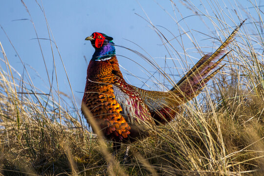 「Gamefowl」の写真素材 | 15,565件の無料イラスト画像 | Adobe Stock