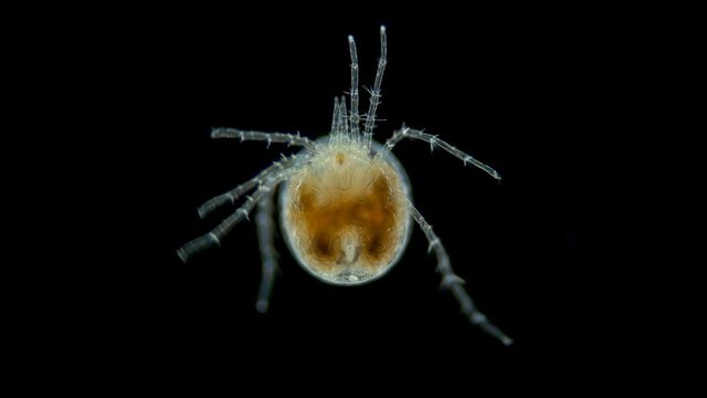 Hydrachnidia Images – Browse 153 Stock Photos, Vectors, and Video ...