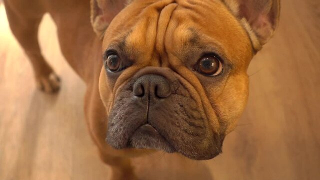 「Pleadingly」の写真素材 | 533件の無料イラスト画像 | Adobe Stock