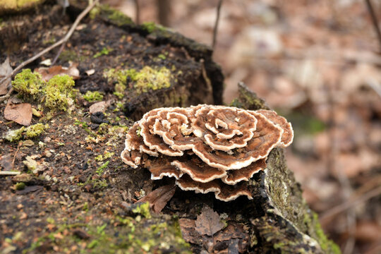 Pilzbefall-Bilder: Stock-Fotos & -Videos. | Adobe Stock