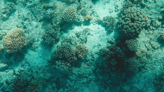 "Bottom Of The Sea" Images – Browse 558 Stock Photos, Vectors, and ...