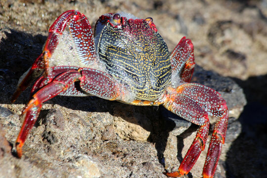 Krebstier bilder – Bläddra bland 2,879 stockfoton, vektorer och videor ...