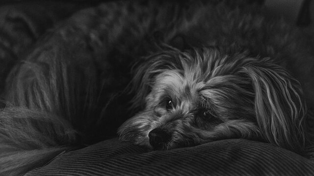 รูปภาพPomachon – เลือกดูภาพถ่ายสต็อก เวกเตอร์ และวิดีโอ2 | Adobe Stock