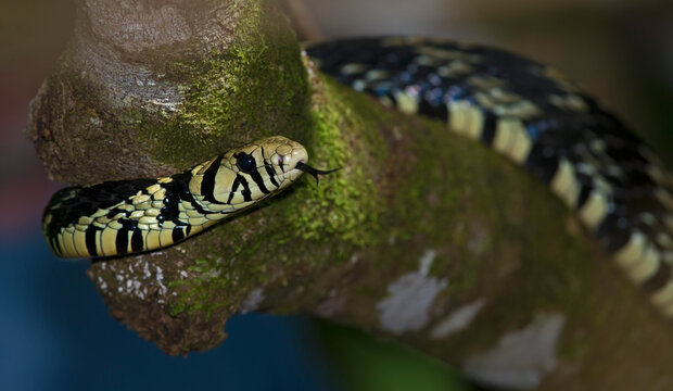 "Chicken Snake" Bilder – Durchsuchen 291 Archivfotos, Vektorgrafiken ...