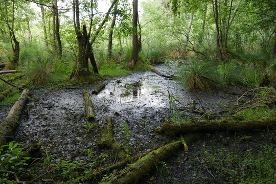 Sumpf bilder – Bläddra bland 26,125 stockfoton, vektorer och videor ...