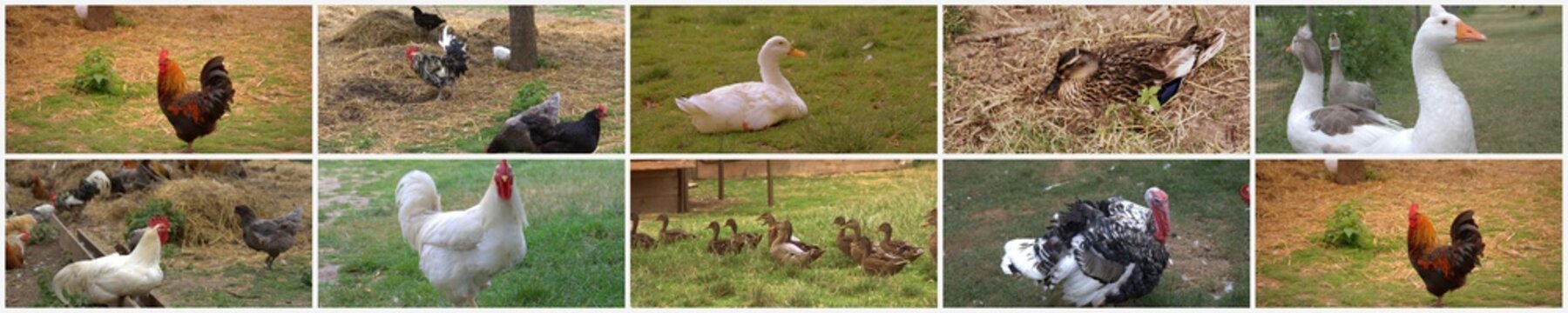 Basse-Cour Images – Browse 1,080 Stock Photos, Vectors, and Video ...