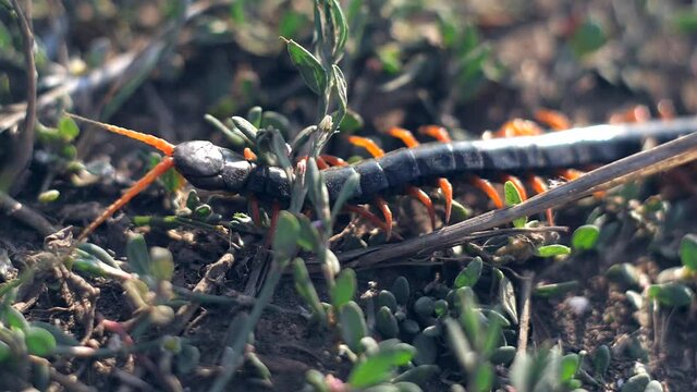 รูปภาพScolopendra – เลือกดูภาพถ่ายสต็อก เวกเตอร์ และวิดีโอ1,138 | Adobe ...