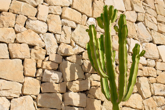 Cardon Bilder – Durchsuchen 2,159 Archivfotos, Vektorgrafiken und ...