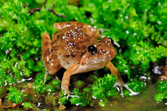 Skittering Bilder – Durchsuchen 494 Archivfotos, Vektorgrafiken und ...