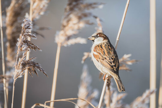 Spatz Images – Parcourir 14,341 le catalogue de photos, vecteurs et ...