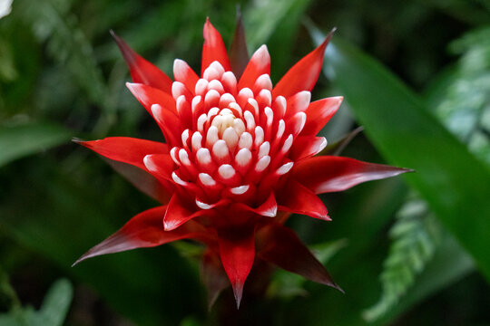 Guzmania 이미지 – 찾아보기 2,319 스톡 사진, 벡터 및 비디오 | Adobe Stock
