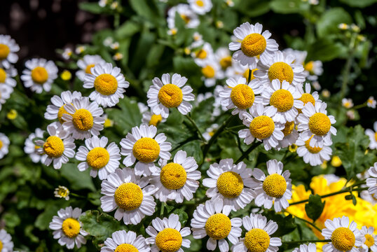 "Pyrethrum Parthenium" Images – Browse 159 Stock Photos, Vectors, and ...