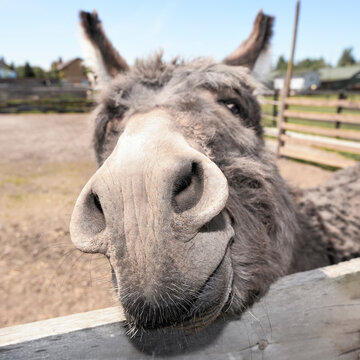 「Sad Donkey」の写真素材 | 1,192件の無料イラスト画像 | Adobe Stock