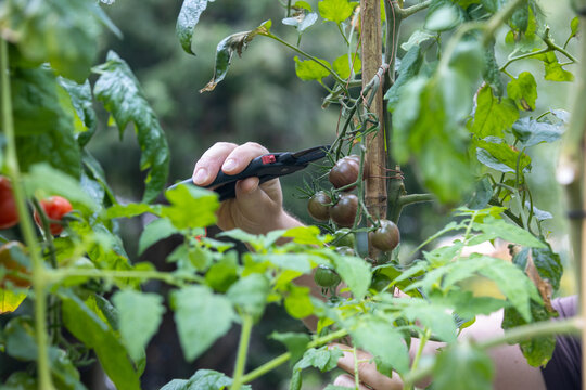 Tomatenstaude Bilder – Durchsuchen 394 Archivfotos, Vektorgrafiken und ...