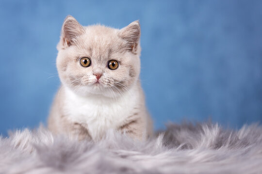 รูปภาพFauchen – เลือกดูภาพถ่ายสต็อก เวกเตอร์ และวิดีโอ1,199 | Adobe Stock