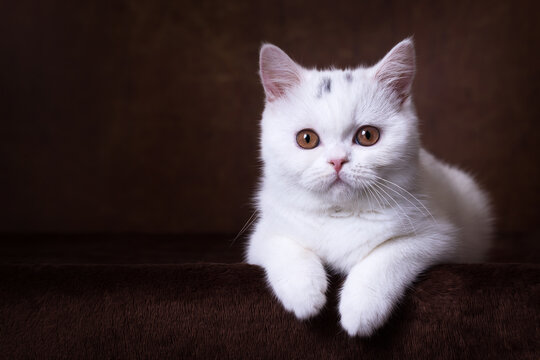 รูปภาพFauchen – เลือกดูภาพถ่ายสต็อก เวกเตอร์ และวิดีโอ1,199 | Adobe Stock
