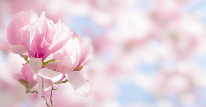 "Magnolia Flower Background" Images – Browse 1,187 Stock Photos ...