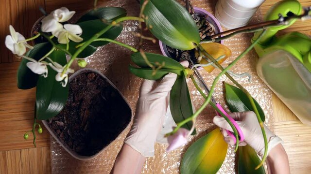 Keiki Images – Browse 123 Stock Photos, Vectors, and Video | Adobe Stock