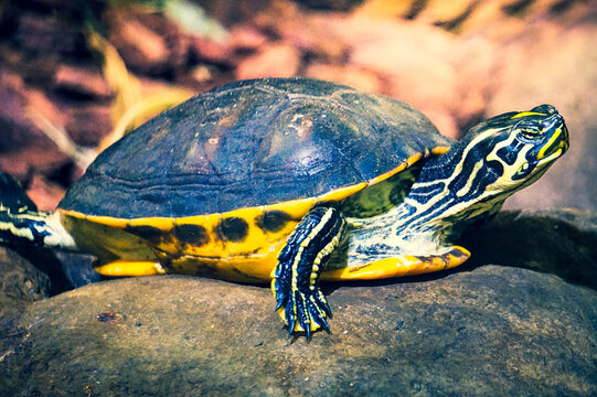 "Turtle Walking" Images – Browse 1,119 Stock Photos, Vectors, and Video ...
