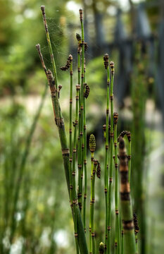 รูปภาพArthrophyta – เลือกดูภาพถ่ายสต็อก เวกเตอร์ และวิดีโอ454 | Adobe Stock