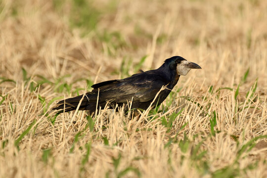 Cioara Images – Browse 41 Stock Photos, Vectors, and Video | Adobe Stock