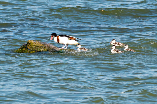 Califar Images – Browse 5 Stock Photos, Vectors, and Video | Adobe Stock