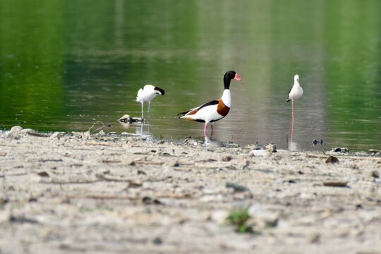 Califar Images – Browse 5 Stock Photos, Vectors, and Video | Adobe Stock