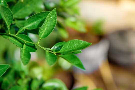 「Kabuyaw」の写真素材 | 13件の無料イラスト画像 | Adobe Stock