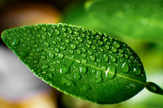 รูปภาพKabuyaw – เลือกดูภาพถ่ายสต็อก เวกเตอร์ และวิดีโอ13 | Adobe Stock