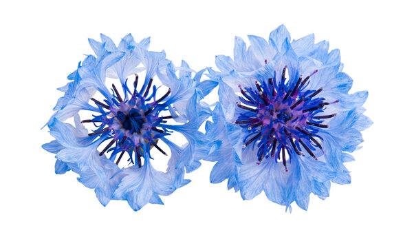 รูปภาพCyani – เลือกดูภาพถ่ายสต็อก เวกเตอร์ และวิดีโอ808 | Adobe Stock