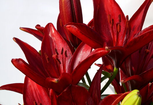 "Claret Red"-Bilder: Stock-Fotos & -Videos. | Adobe Stock