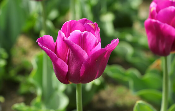 Hot Pink Spring Flowers