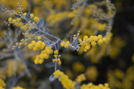 「Acacieae」の画像 - 776 件の Stock 写真、ベクターおよびビデオ | Adobe Stock