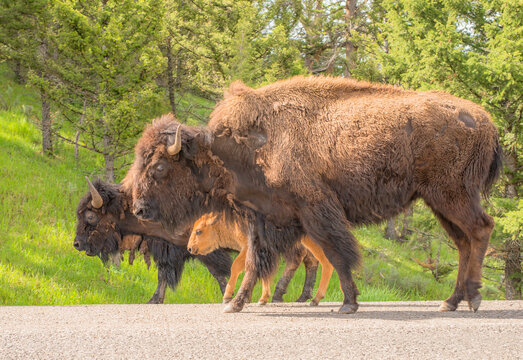 Gueisers Bilder – Durchsuchen 18 Archivfotos, Vektorgrafiken und Videos ...