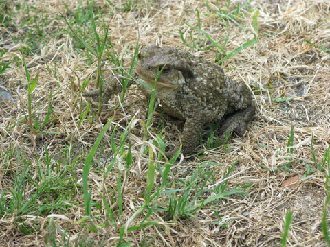 Batracien Bilder – Durchsuchen 1,301 Archivfotos, Vektorgrafiken und ...