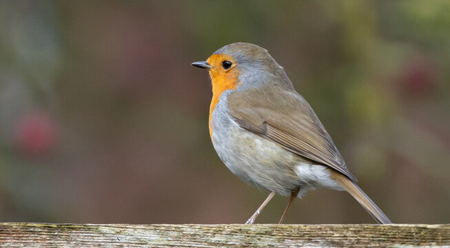 Natu Images – Browse 1,522 Stock Photos, Vectors, and Video | Adobe Stock