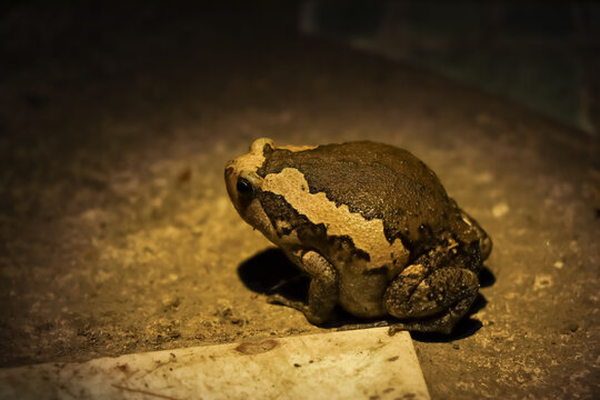 Kaloula Images – Browse 350 Stock Photos, Vectors, and Video | Adobe Stock