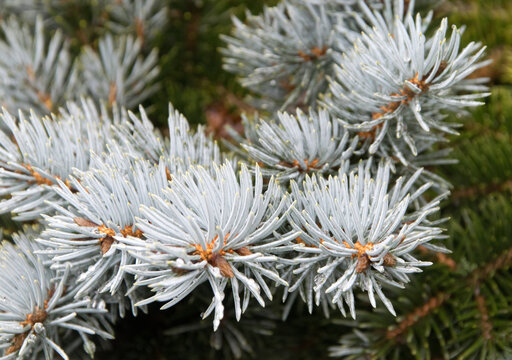 Coniferales Bilder – Durchsuchen 15,886 Archivfotos, Vektorgrafiken und ...