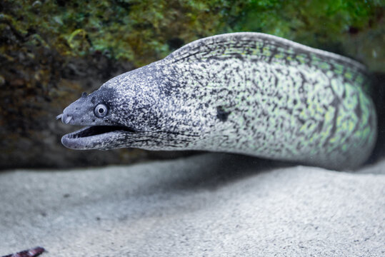 Murena Bilder – Durchsuchen 411 Archivfotos, Vektorgrafiken und Videos ...