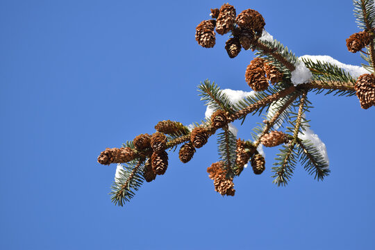 รูปภาพRottanne – เลือกดูภาพถ่ายสต็อก เวกเตอร์ และวิดีโอ180 | Adobe Stock