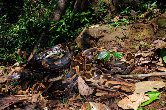 Tigerpyton Images – Browse 35 Stock Photos, Vectors, and Video | Adobe ...