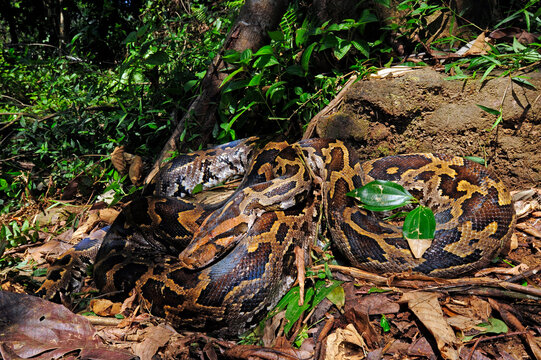 Tigerpython bilder – Bläddra bland 124 stockfoton, vektorer och videor ...