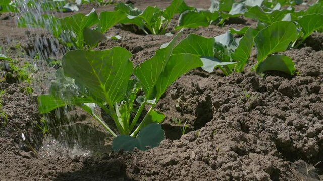 "Water Cabbage" Images – Browse 2,205 Stock Photos, Vectors, and Video ...