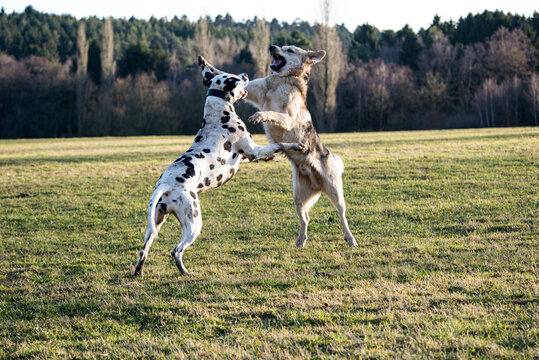 Anspringen Bilder – Durchsuchen 161 Archivfotos, Vektorgrafiken und ...
